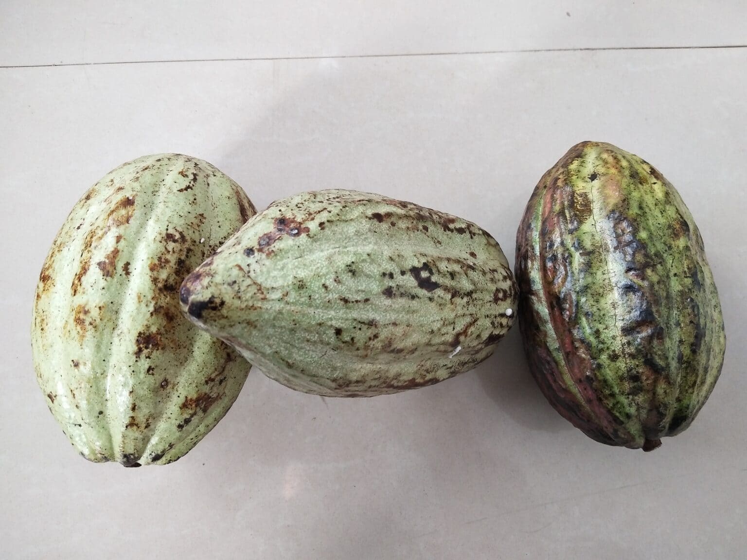 Cocoa Pod Breaking Machine Used To Split Cocoa Pods - Taizy Machinery